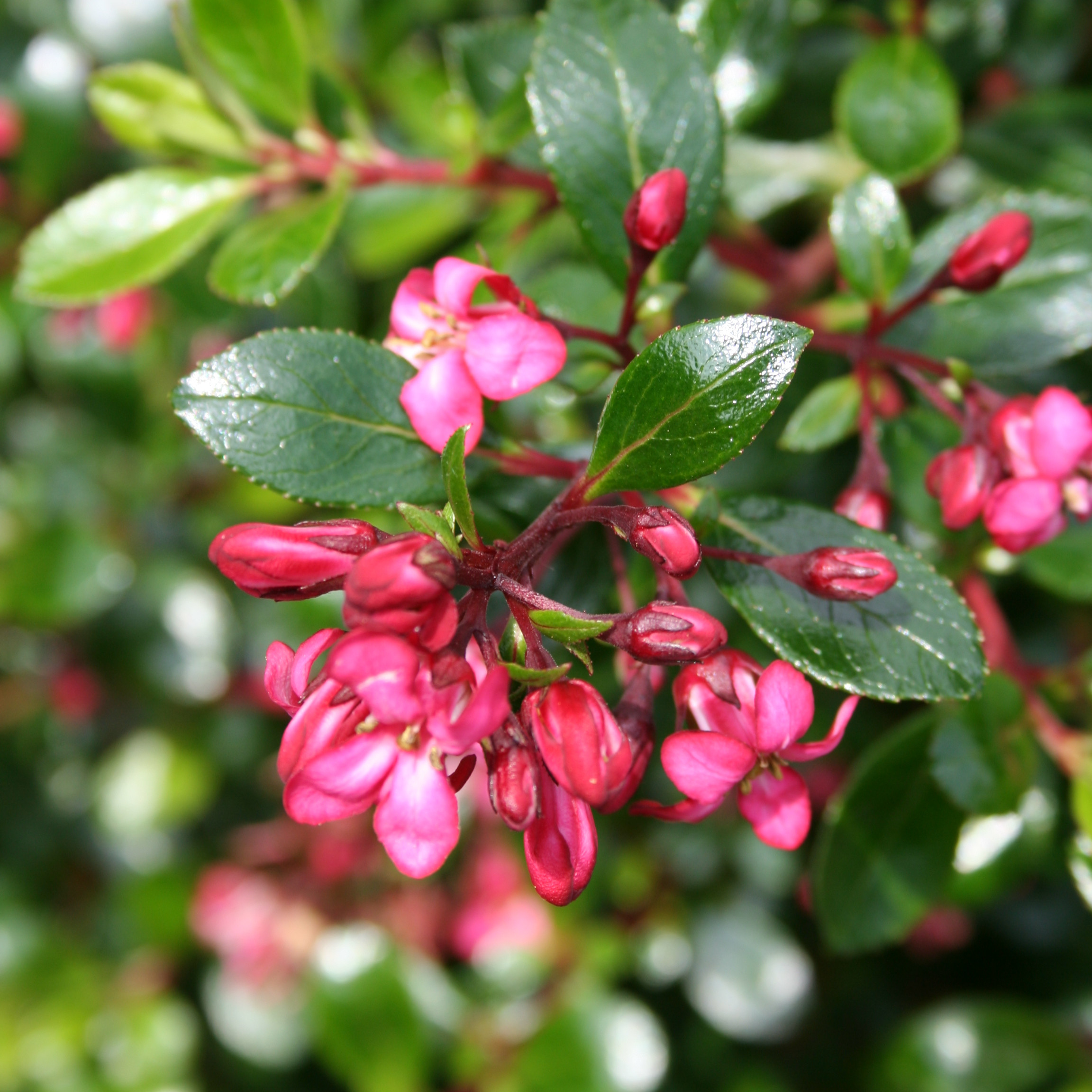 Harrisons Garden Centre Waikanae & Feilding - Quality Plants ...