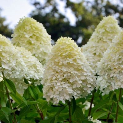 Harrisons Garden Centre Waikanae & Feilding - Quality Plants ...